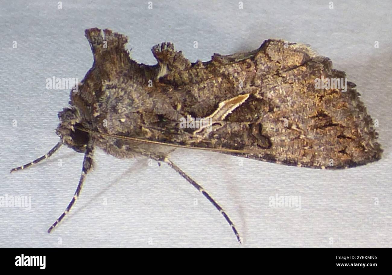 Sharp-stigma Looper Moth (Ctenoplusia oxygramma) Insecta Stock Photo ...