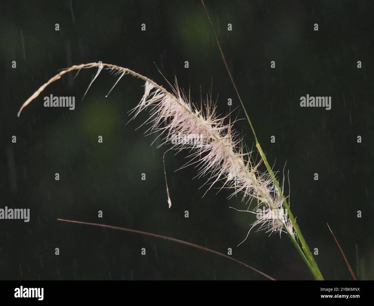 Fountain Grass (Cenchrus setaceus) Plantae Stock Photo - Alamy
