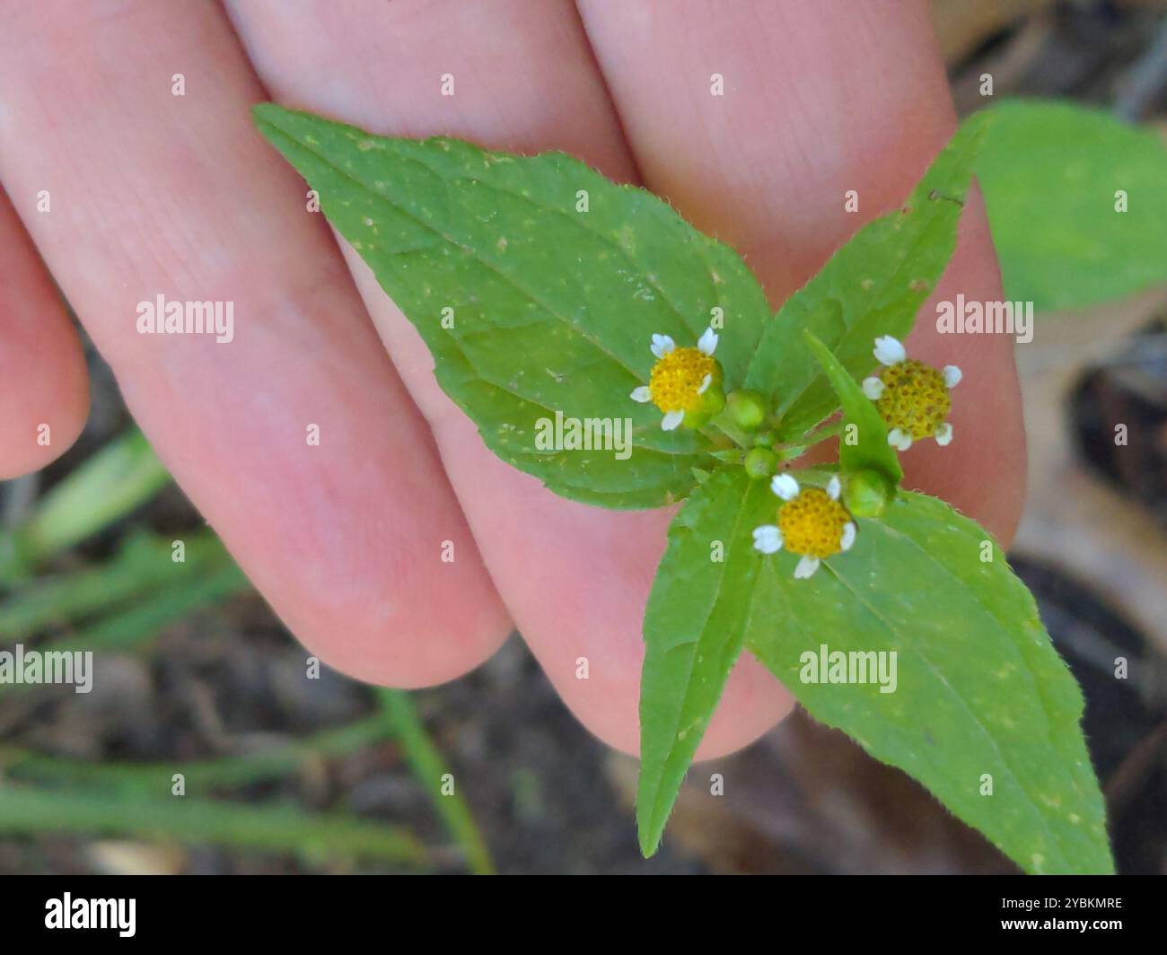 Gallant Soldier (Galinsoga parviflora) Plantae Stock Photo - Alamy