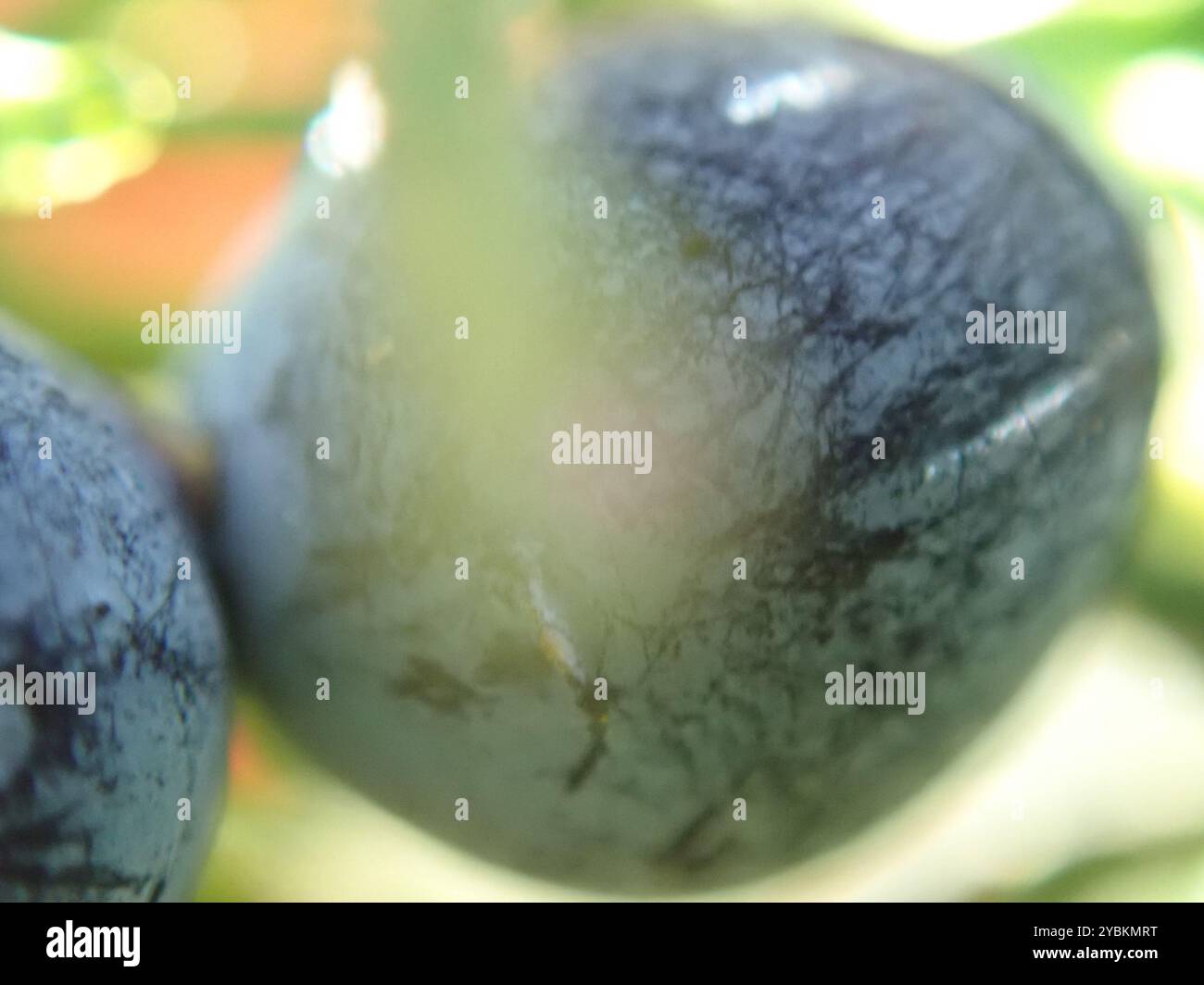 Seaside Juniper (Juniperus maritima) Plantae Stock Photo - Alamy