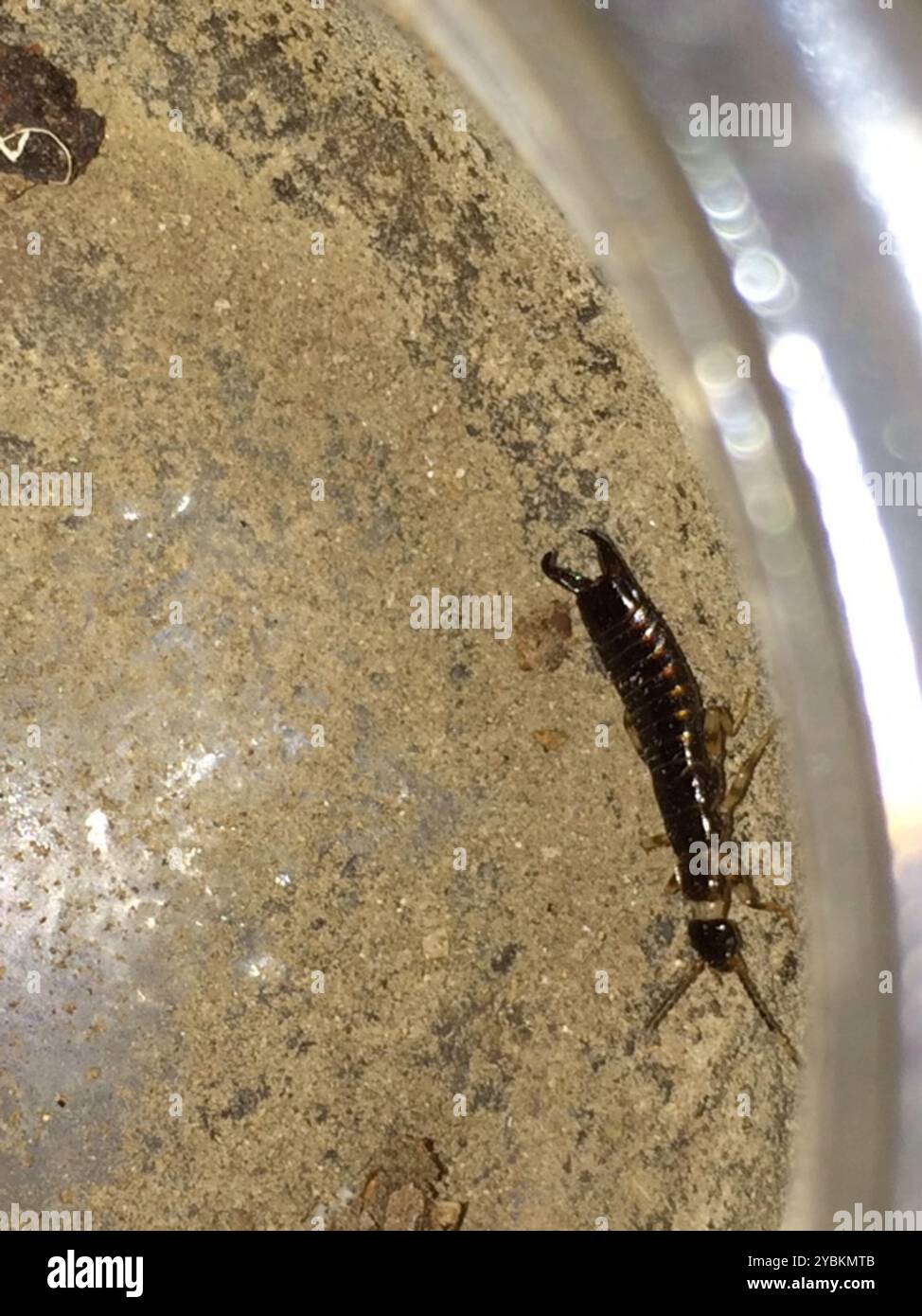 Ring legged earwig hi-res stock photography and images - Alamy