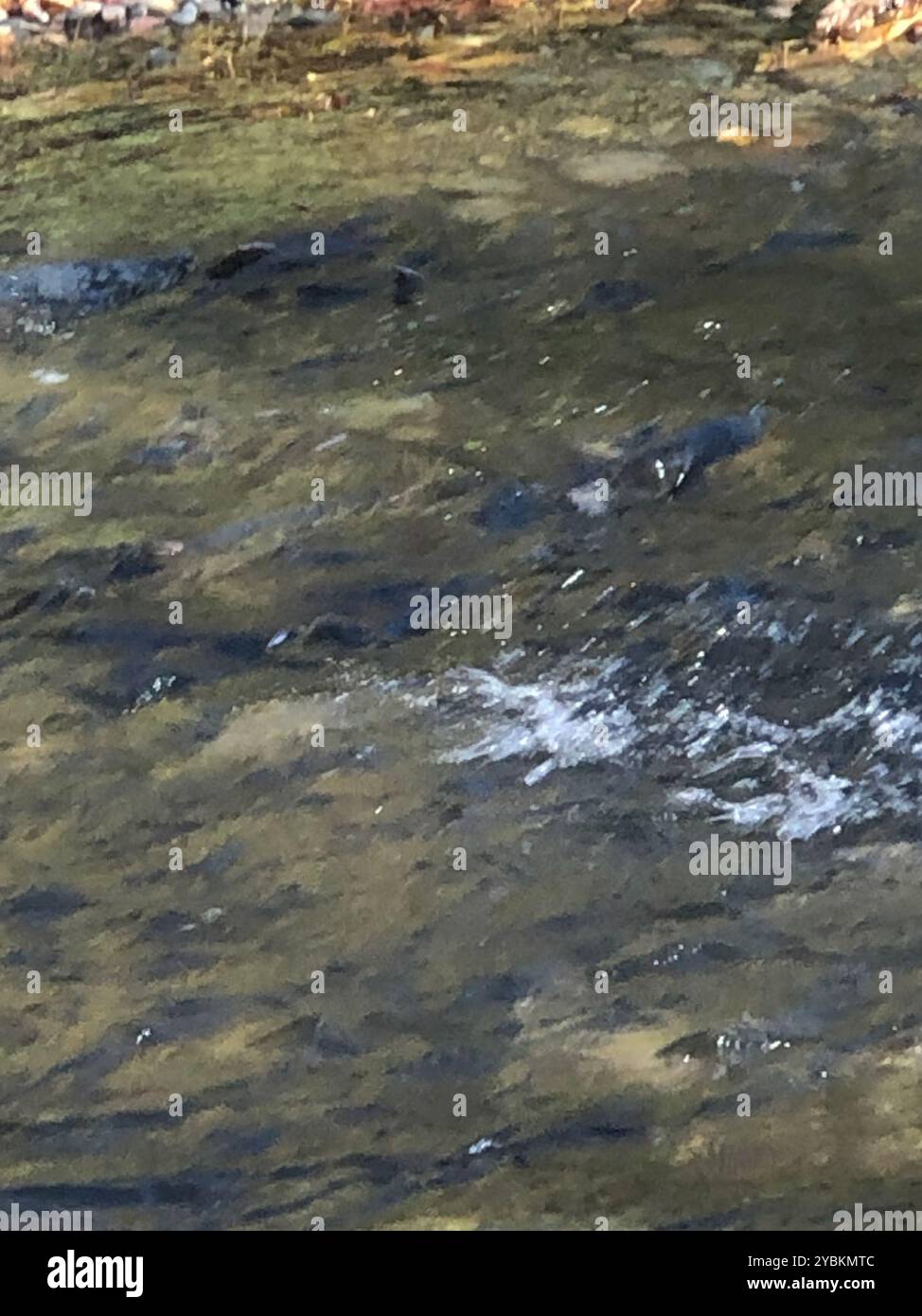 Pacific Salmons and Trouts (Oncorhynchus) Actinopterygii Stock Photo ...