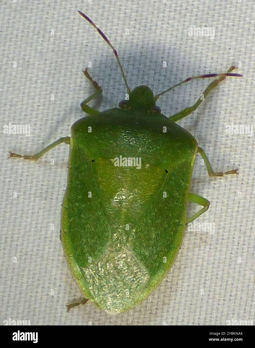 Southern Green Stink Bug (Nezara viridula) Insecta Stock Photo - Alamy