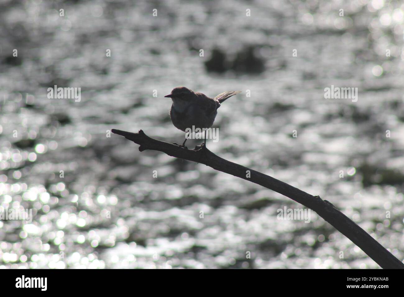 Common Cape Wagtail (Motacilla capensis capensis) Aves Stock Photo - Alamy