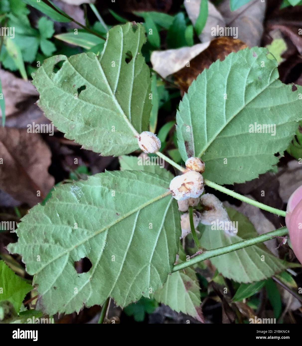 (Neolasioptera farinosa) Insecta Stock Photo - Alamy