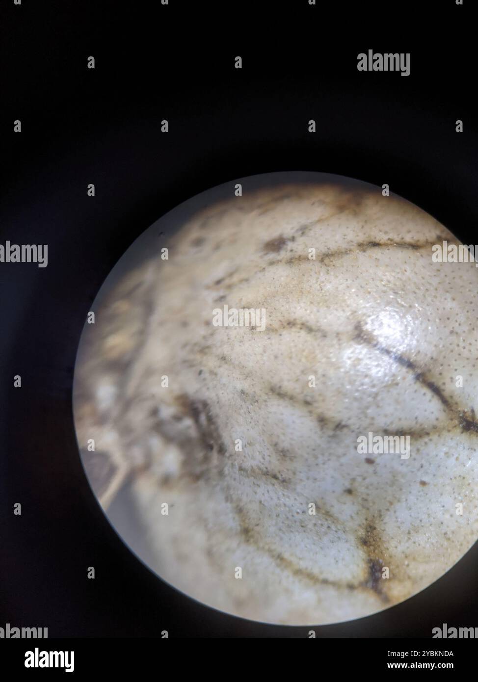 Gall-like Scales (Kermesidae) Insecta Stock Photo - Alamy