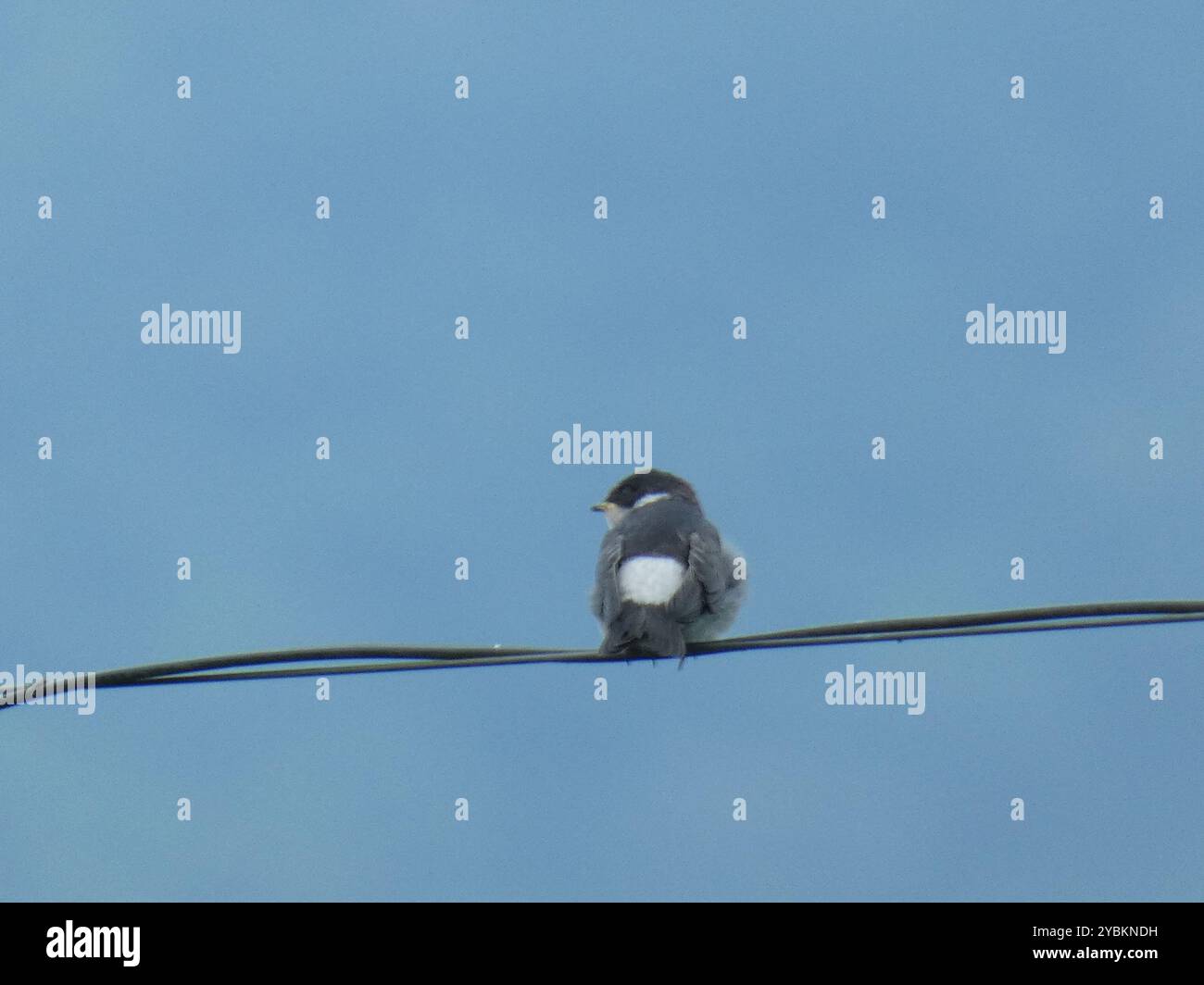 White-rumped Swallow (Tachycineta leucorrhoa) Aves Stock Photo - Alamy