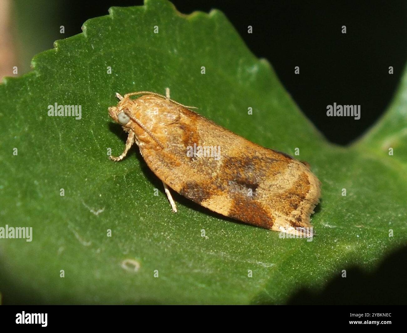 Variegated Golden Tortrix (Archips xylosteana) Insecta Stock Photo - Alamy