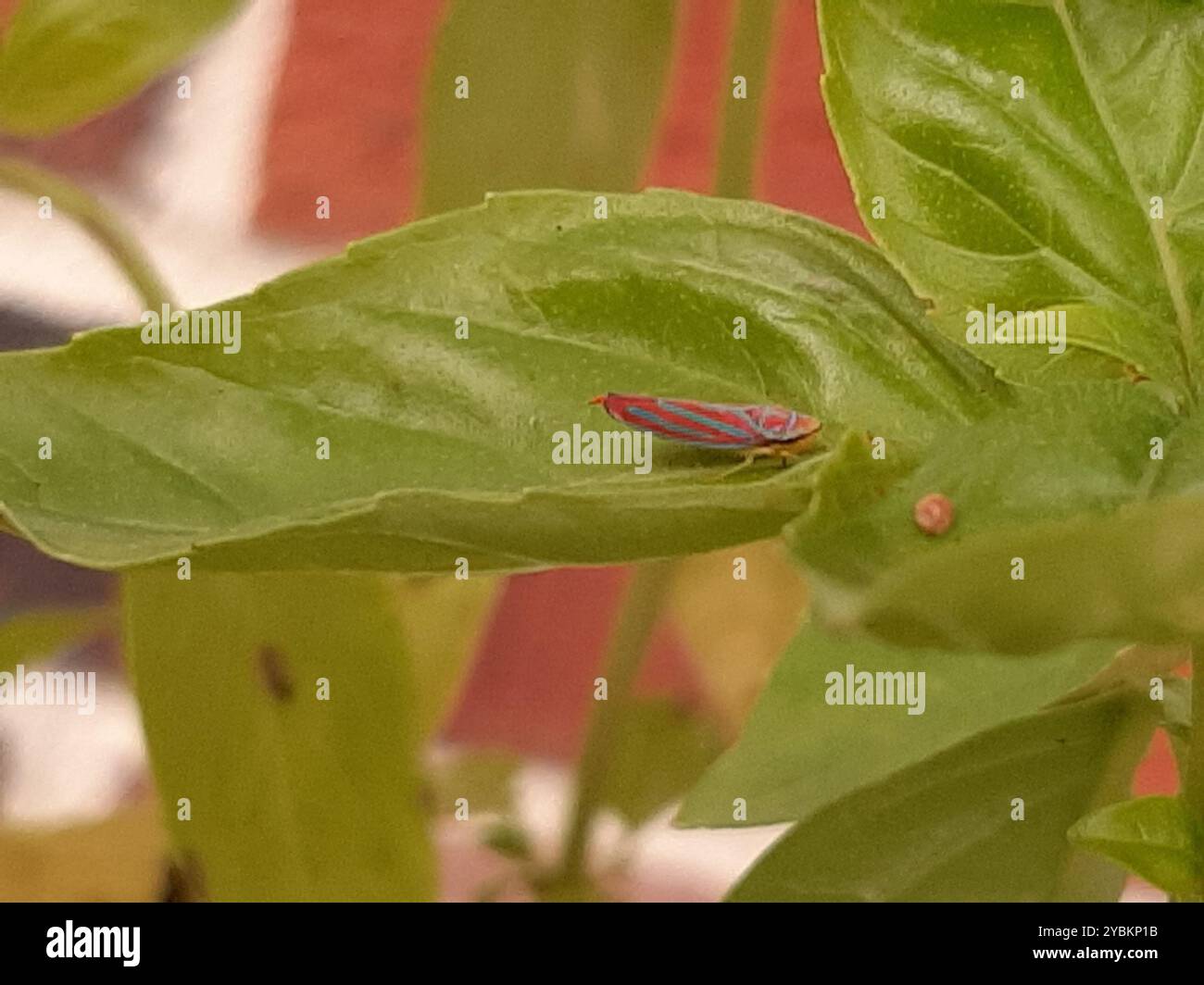 Red-banded Leafhopper (Graphocephala coccinea) Insecta Stock Photo - Alamy