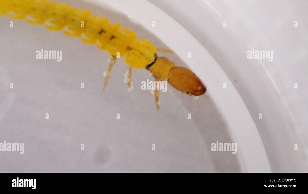 Little Black Caddisflies (Chimarra) Insecta Stock Photo - Alamy