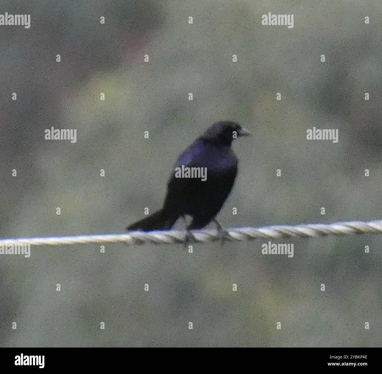 New World Blackbirds and Orioles (Icteridae) Aves Stock Photo - Alamy