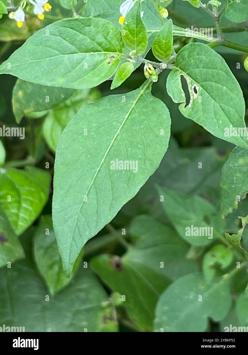 American black nightshade (Solanum americanum) Plantae Stock Photo - Alamy