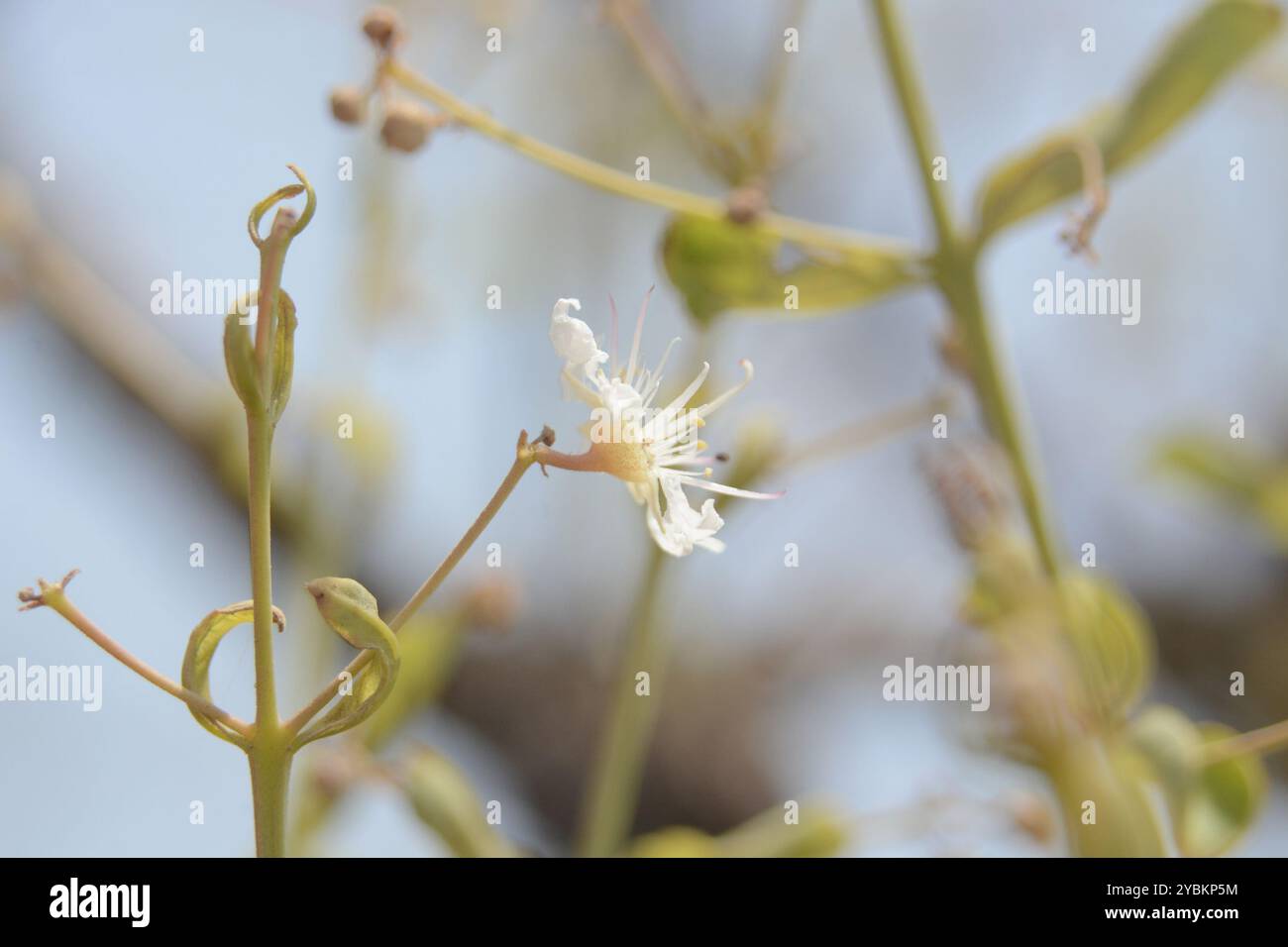 Lendia (Lagerstroemia parviflora) Plantae Stock Photo - Alamy