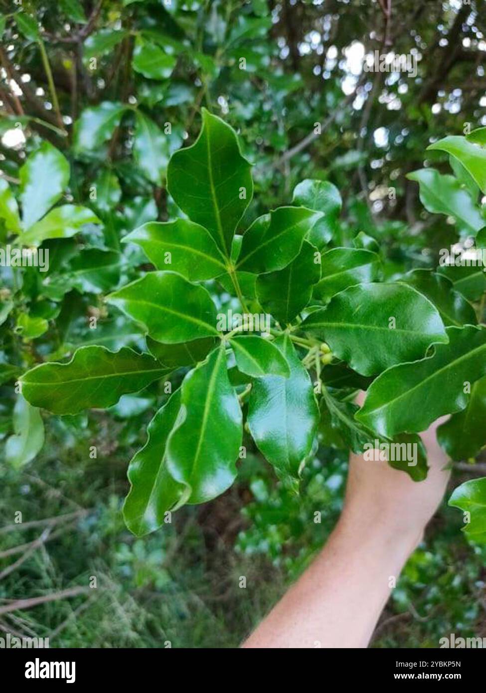 Wharangi (Melicope ternata) Plantae Stock Photo - Alamy