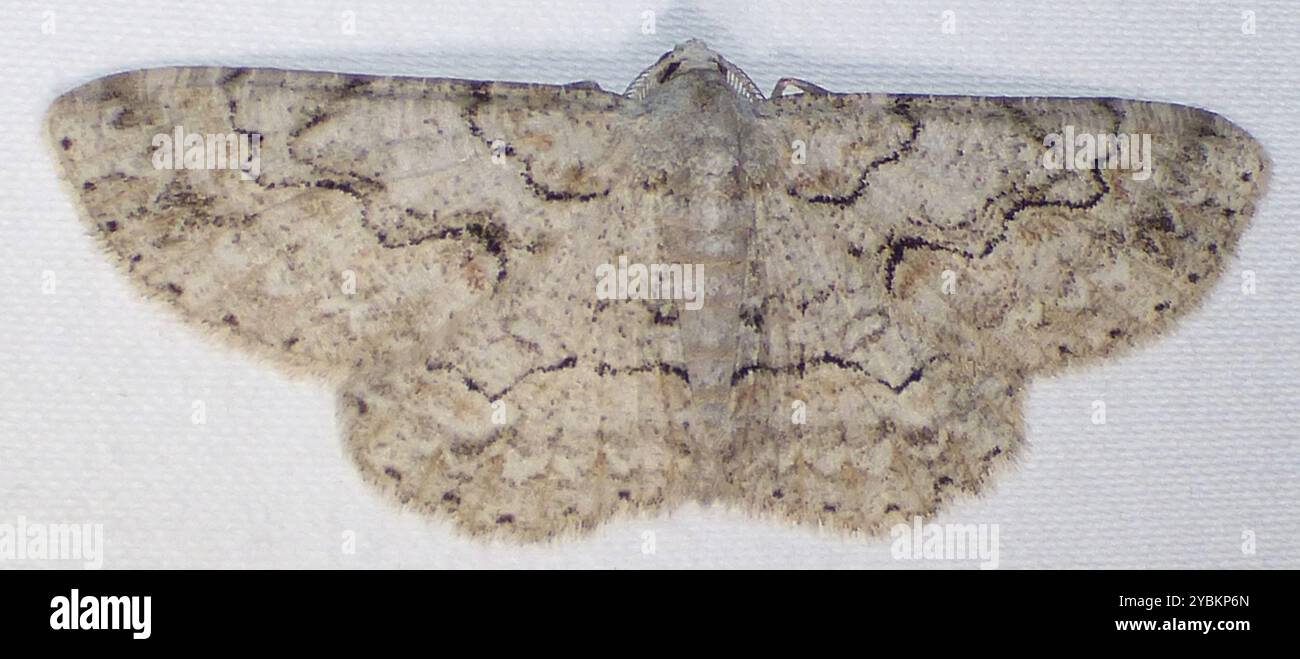 Brown-shaded Gray (Iridopsis defectaria) Insecta Stock Photo - Alamy