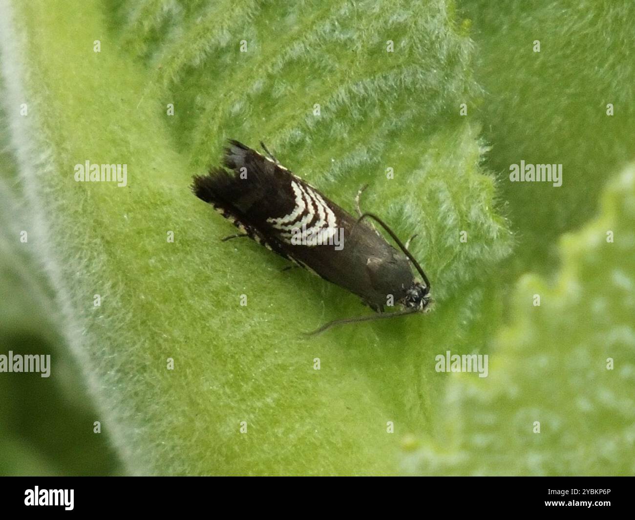 Clover Seed Moth (Grapholita compositella) Insecta Stock Photo - Alamy