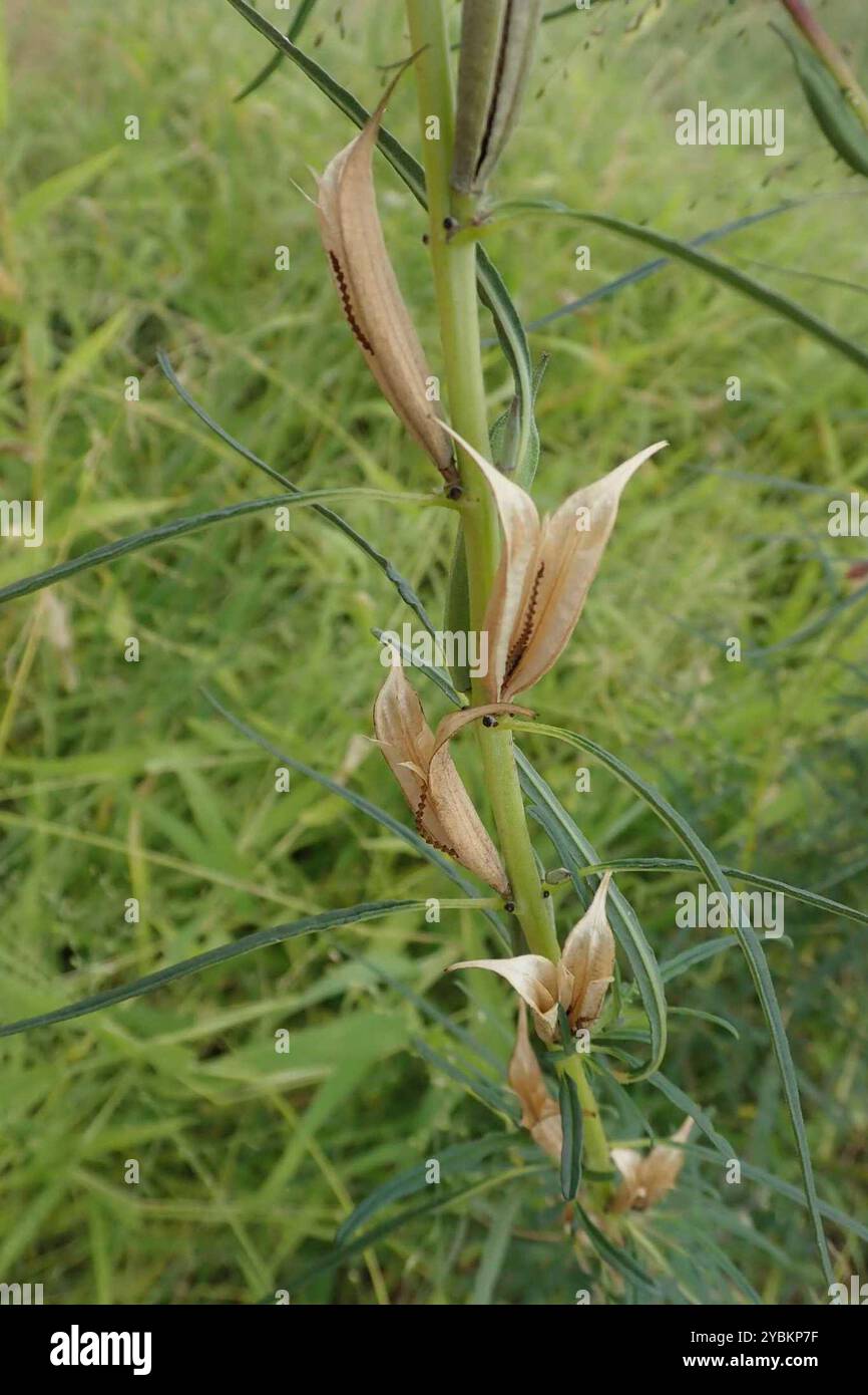 Wingseed Sesame (Sesamum alatum) Plantae Stock Photo - Alamy