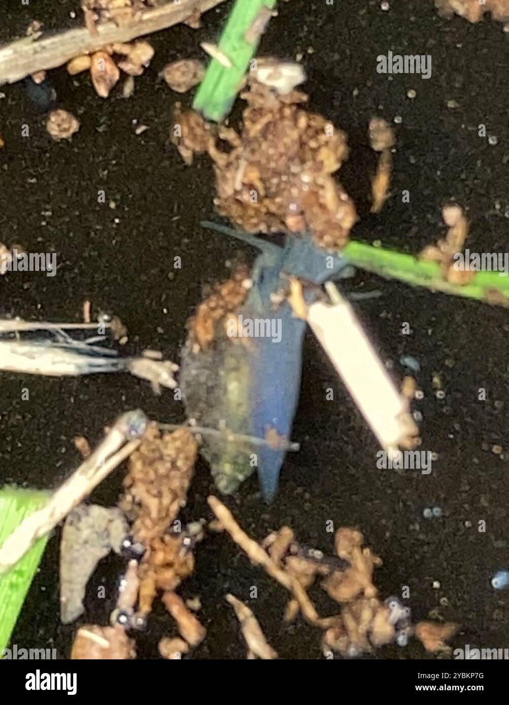 Bladder Snails (Physidae) Mollusca Stock Photo - Alamy