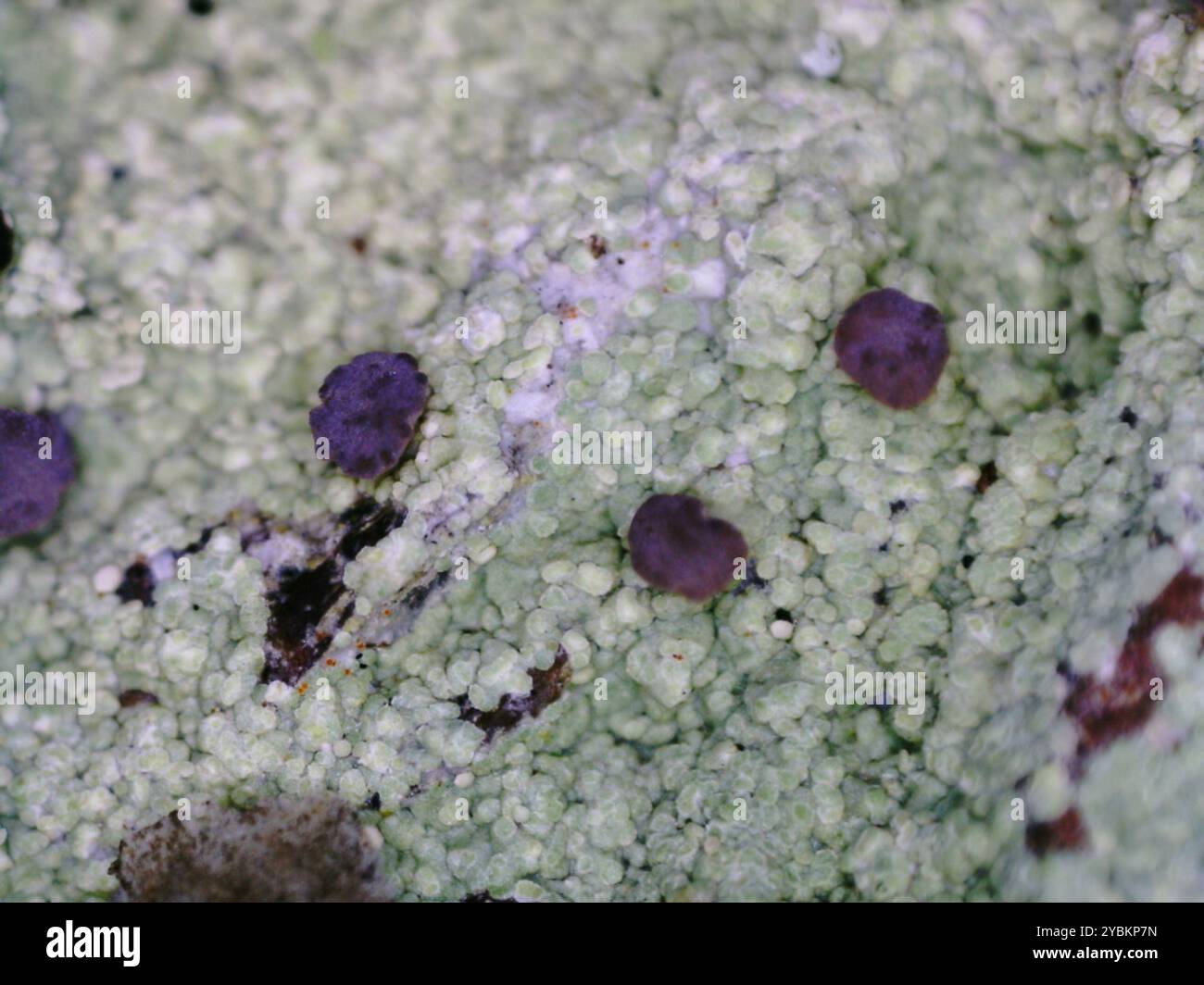 Scale Beret Lichen (Baeomyces carneus) Fungi Stock Photo - Alamy