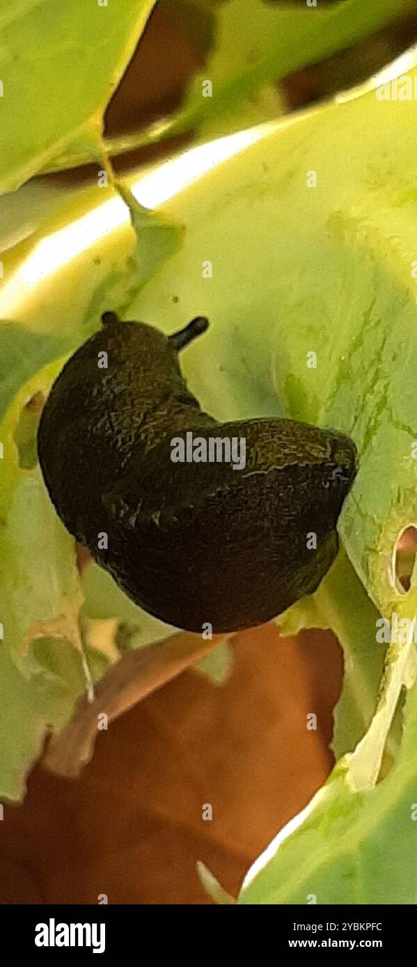 Greenhouse Slug (Milax gagates) Mollusca Stock Photo - Alamy