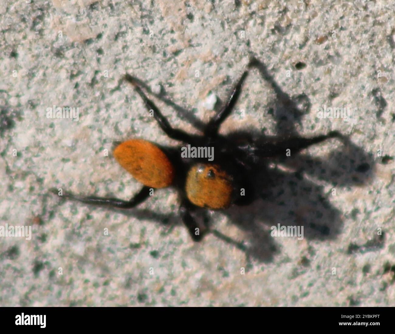 Phidippus cardinalis hi-res stock photography and images - Alamy