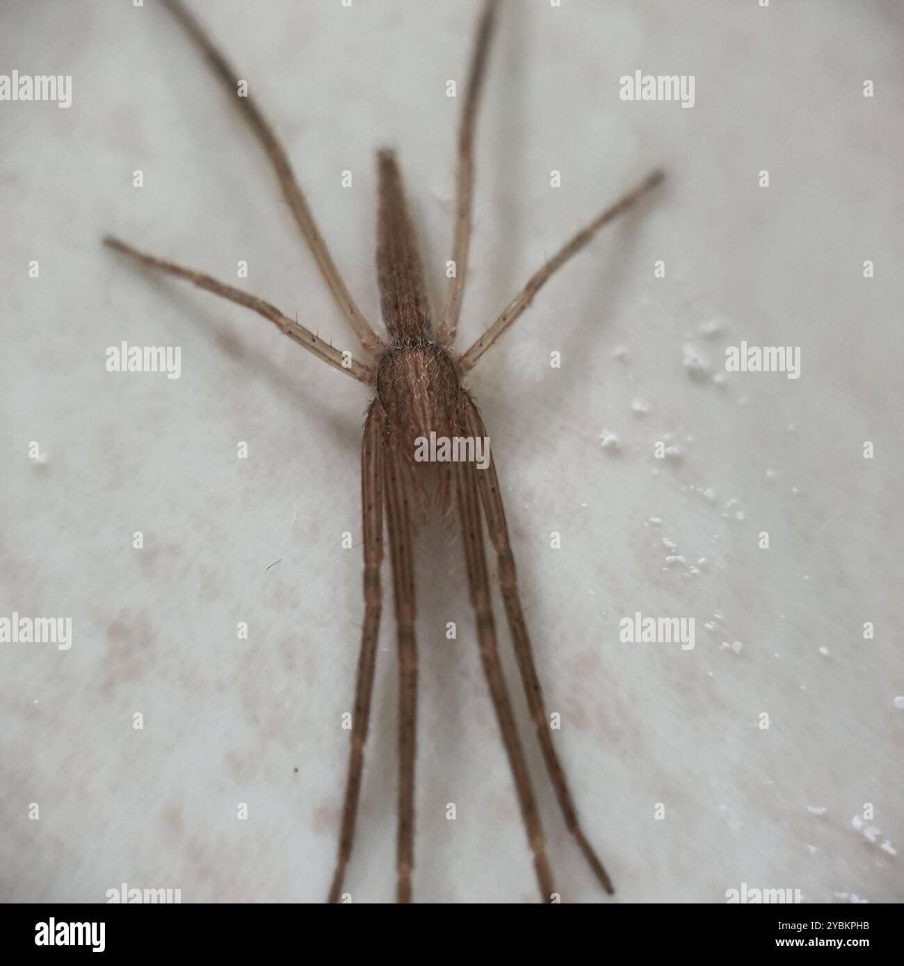 Slender Prowling Spiders (Thasyraea) Arachnida Stock Photo - Alamy