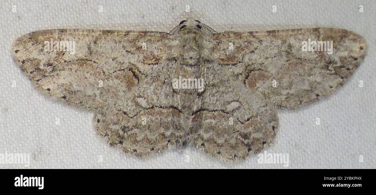 Brown-shaded Gray (Iridopsis defectaria) Insecta Stock Photo - Alamy