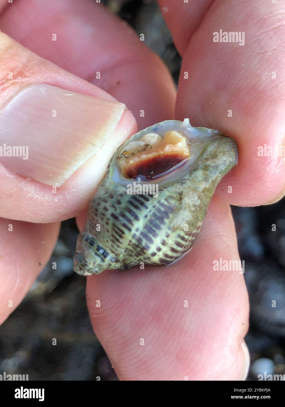 Angular Unicorn (Acanthinucella spirata) Mollusca Stock Photo - Alamy