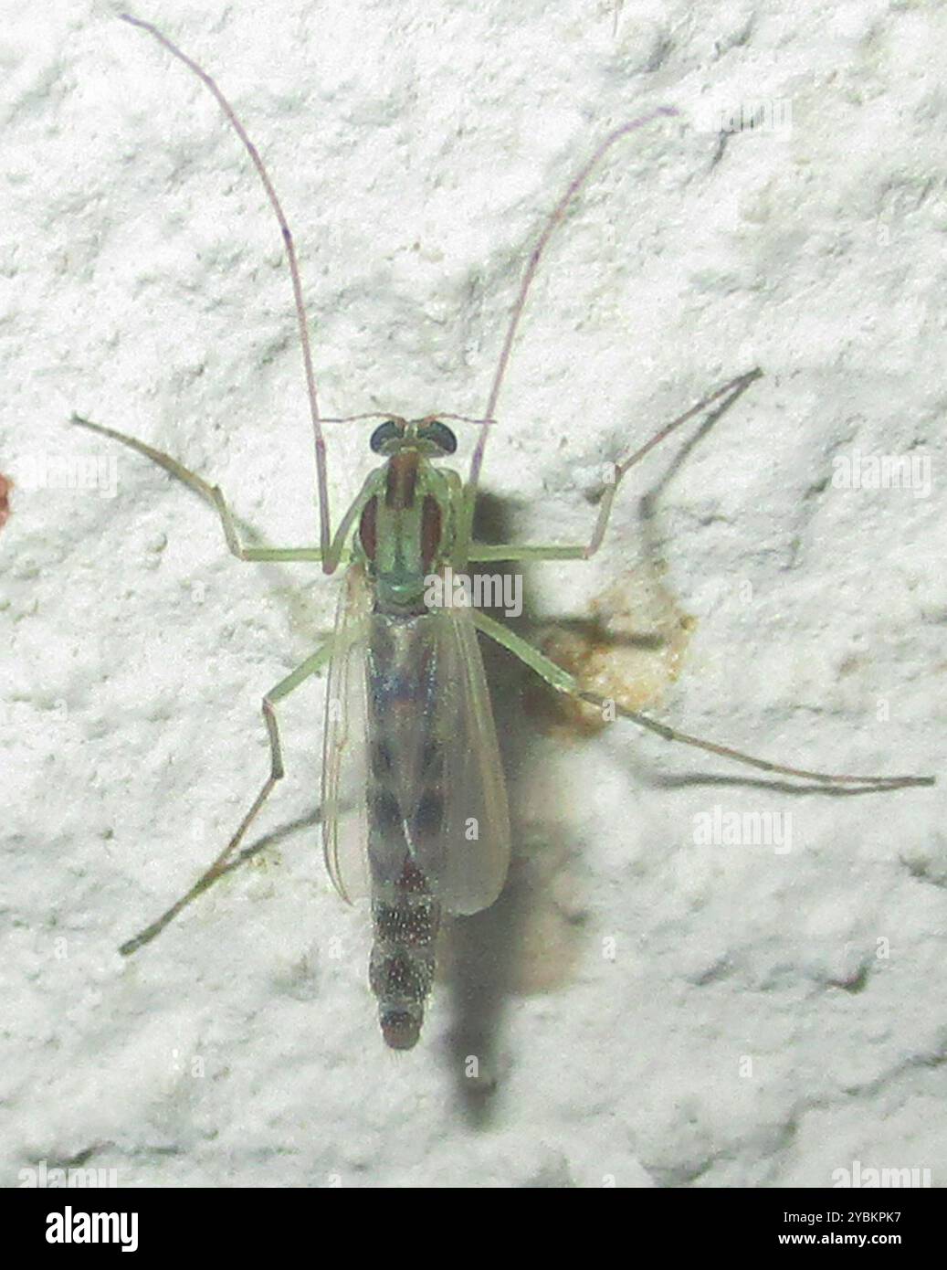 Non-biting Midges (Chironomidae) Insecta Stock Photo - Alamy