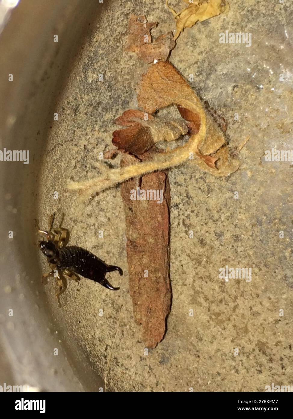 Ring-legged Earwig (Euborellia annulipes) Insecta Stock Photo - Alamy