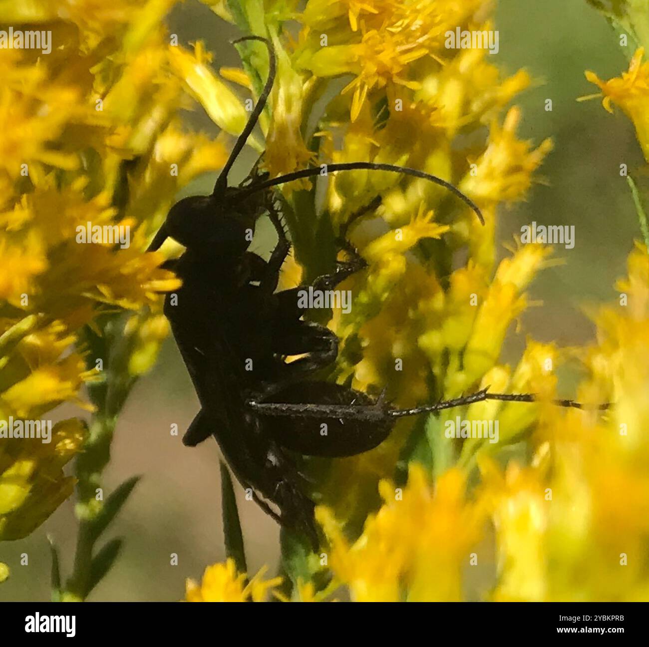 Spider Wasps (Pompilidae) Insecta Stock Photo - Alamy