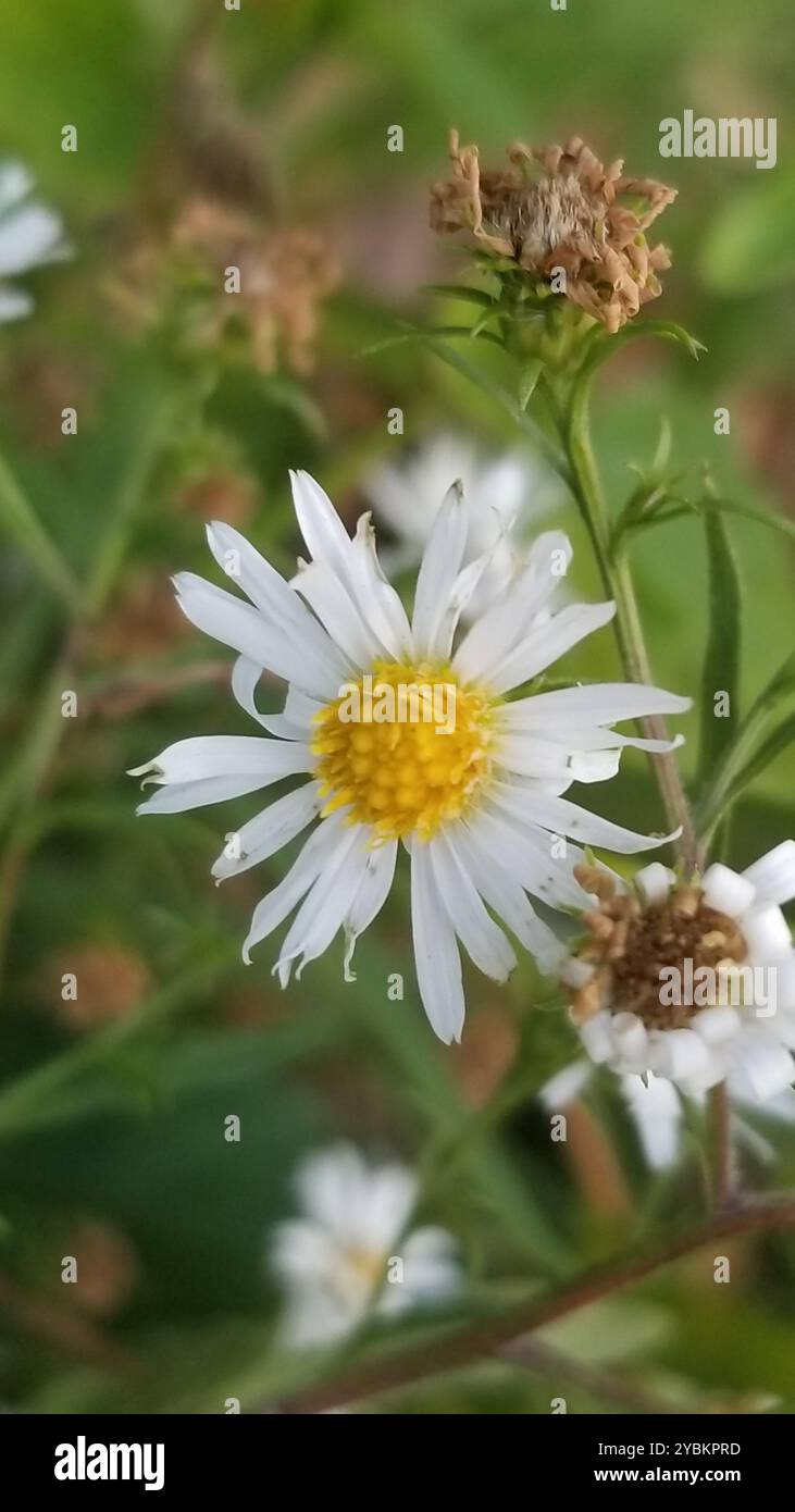 hairy white oldfield aster (Symphyotrichum pilosum) Plantae Stock Photo - Alamy