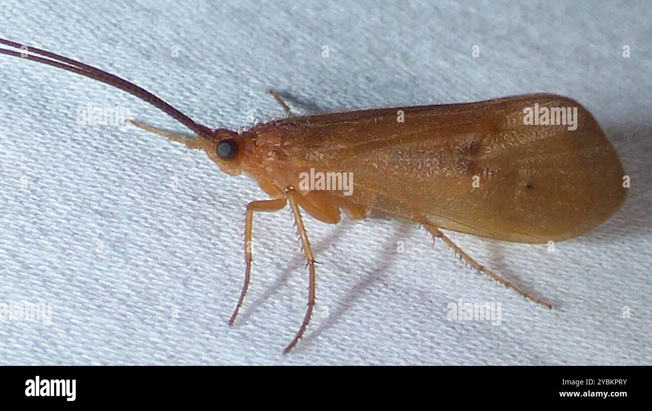 Northern Caddisflies (Limnephilidae) Insecta Stock Photo - Alamy