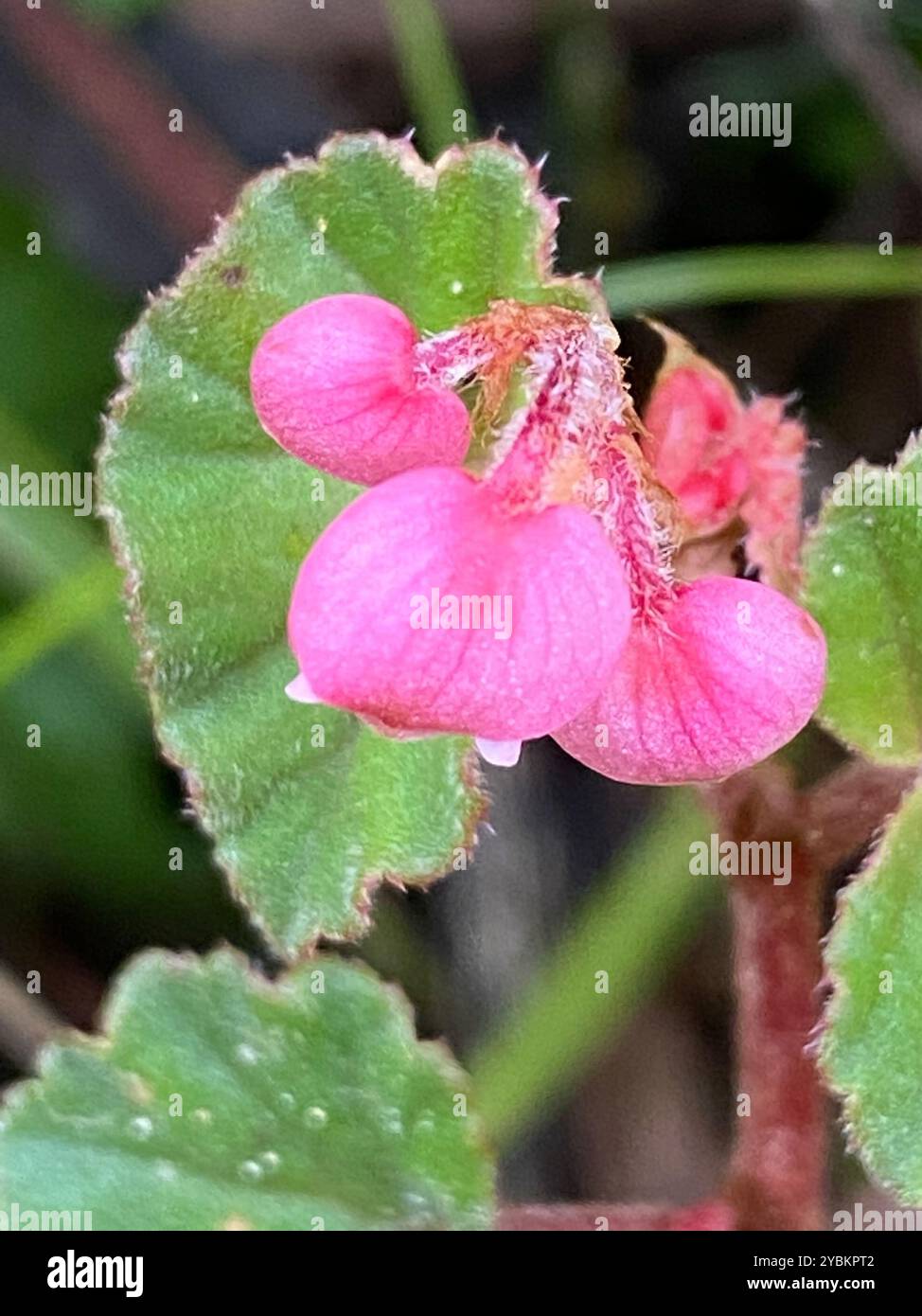 Fischer's begonia (Begonia fischeri) Plantae Stock Photo - Alamy