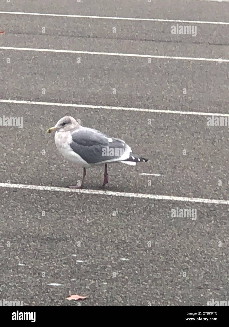 Olympic Gull (Larus glaucescens × occidentalis) Aves Stock Photo - Alamy