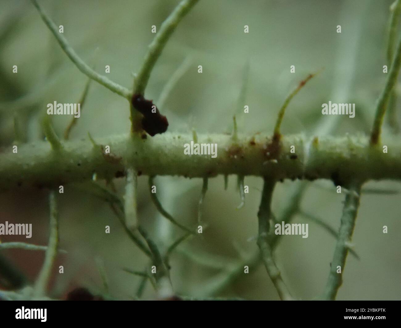 Arizona Beard Lichen (Usnea intermedia) Fungi Stock Photo - Alamy