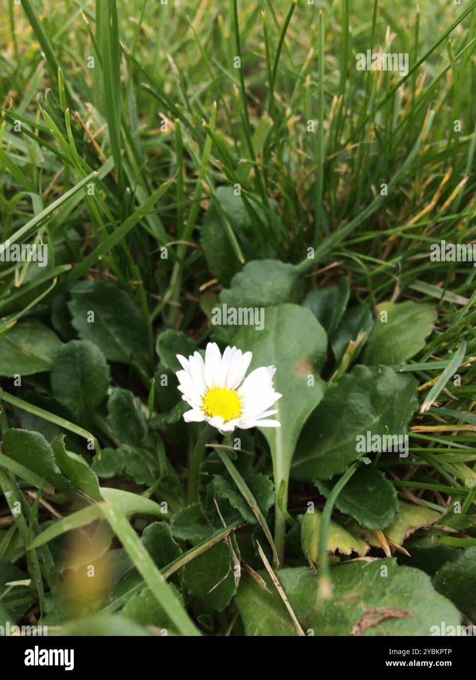 Lawn daisy (Bellis perennis) Plantae Stock Photo - Alamy