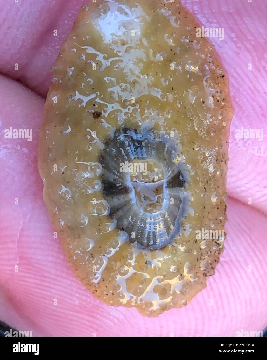 Two-spotted Keyhole Limpet (Fissurellidea bimaculata) Mollusca Stock ...