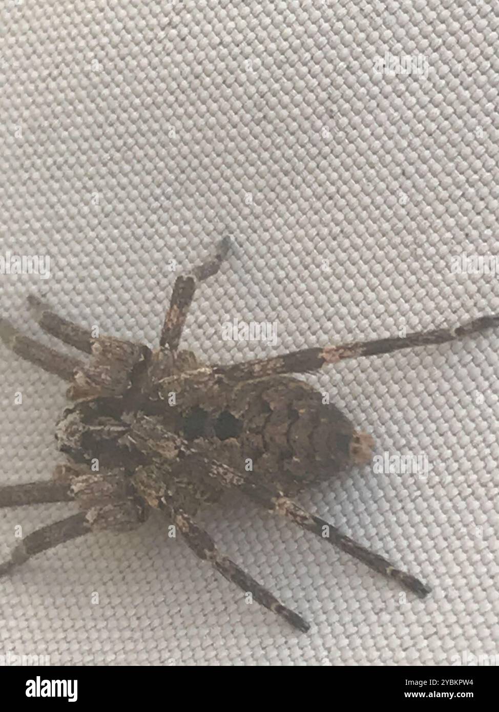 Mediterranean Spiny False Wolf Spider (Zoropsis spinimana) Arachnida ...