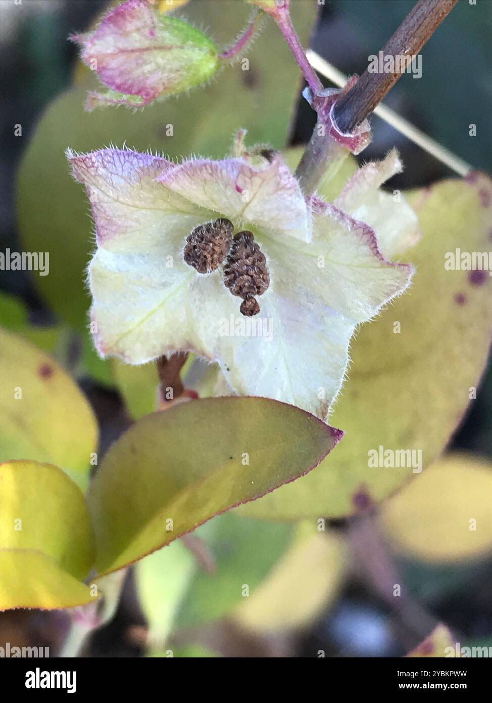White Four o'Clock (Mirabilis albida) Plantae Stock Photo - Alamy