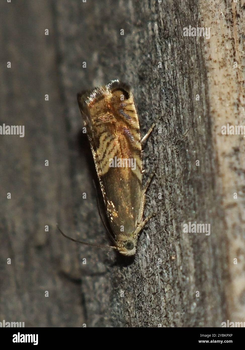 Eurasian Hemp Moth (Grapholita delineana) Insecta Stock Photo - Alamy