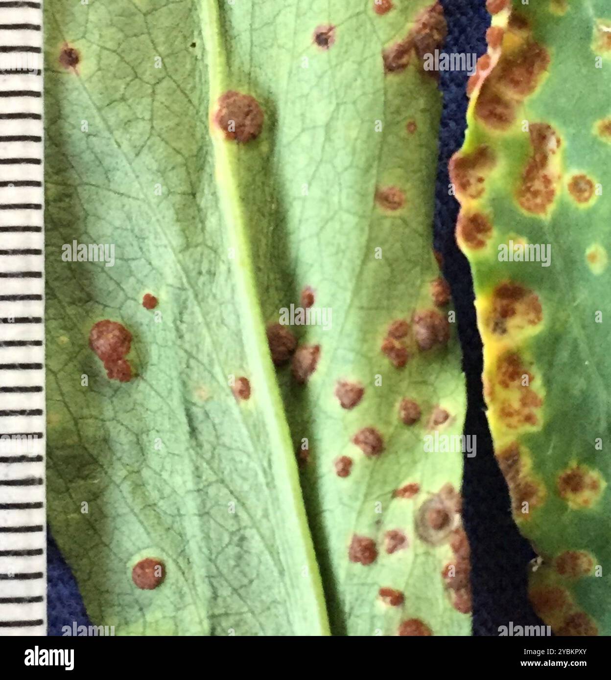 rust fungi (Pucciniales) Fungi Stock Photo - Alamy