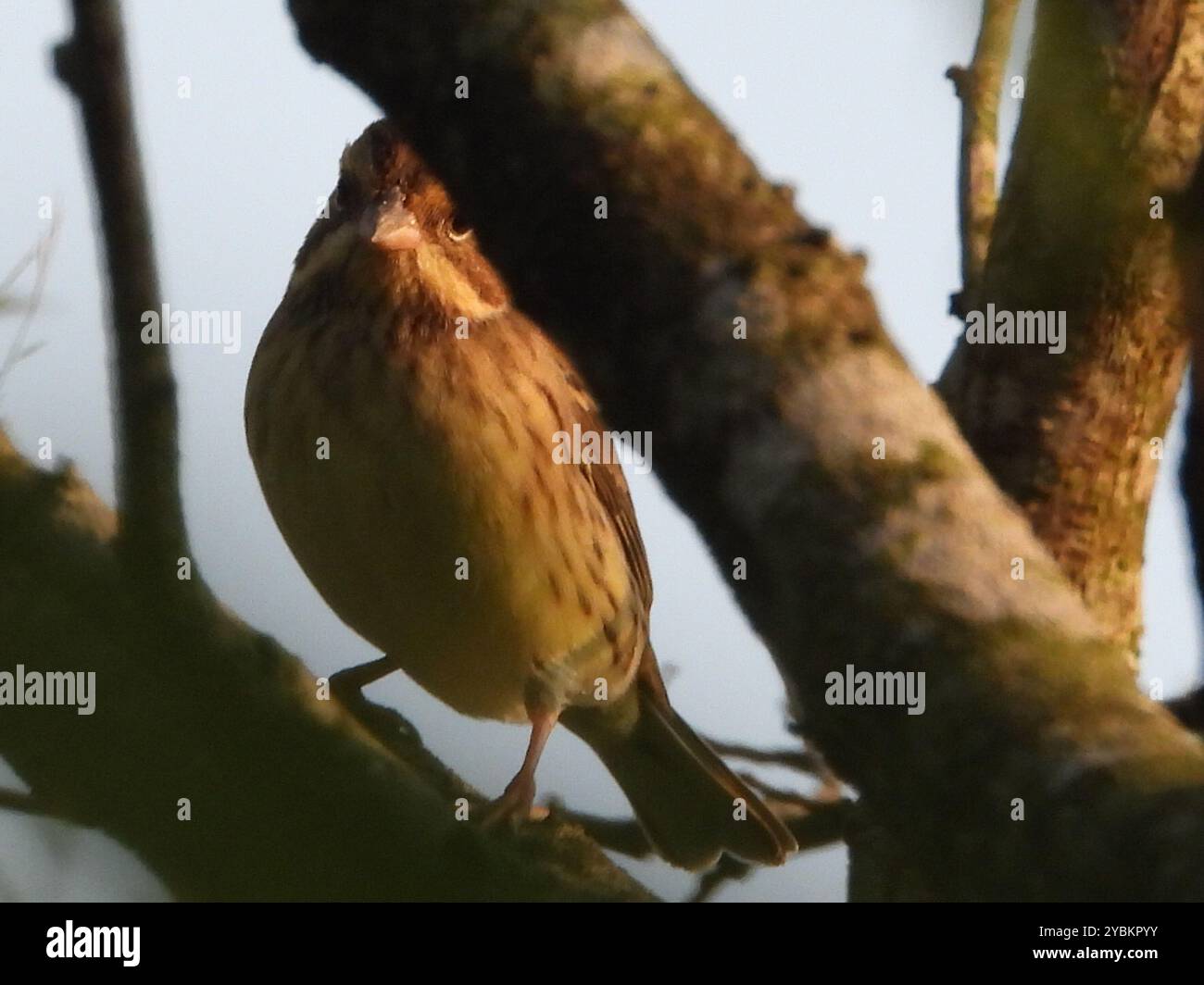 Emberiza rutila hi-res stock photography and images - Alamy