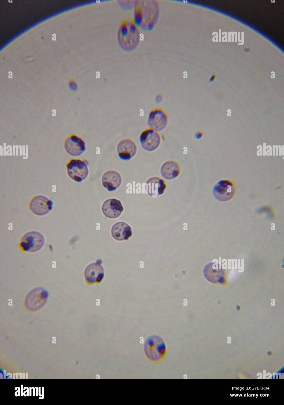 (Cribraria cancellata) Protozoa Stock Photo - Alamy