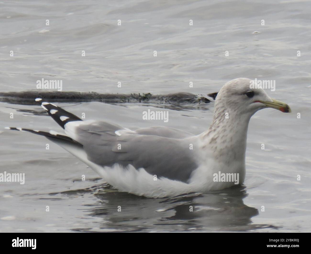 California Gull (Larus californicus) Aves Stock Photo - Alamy