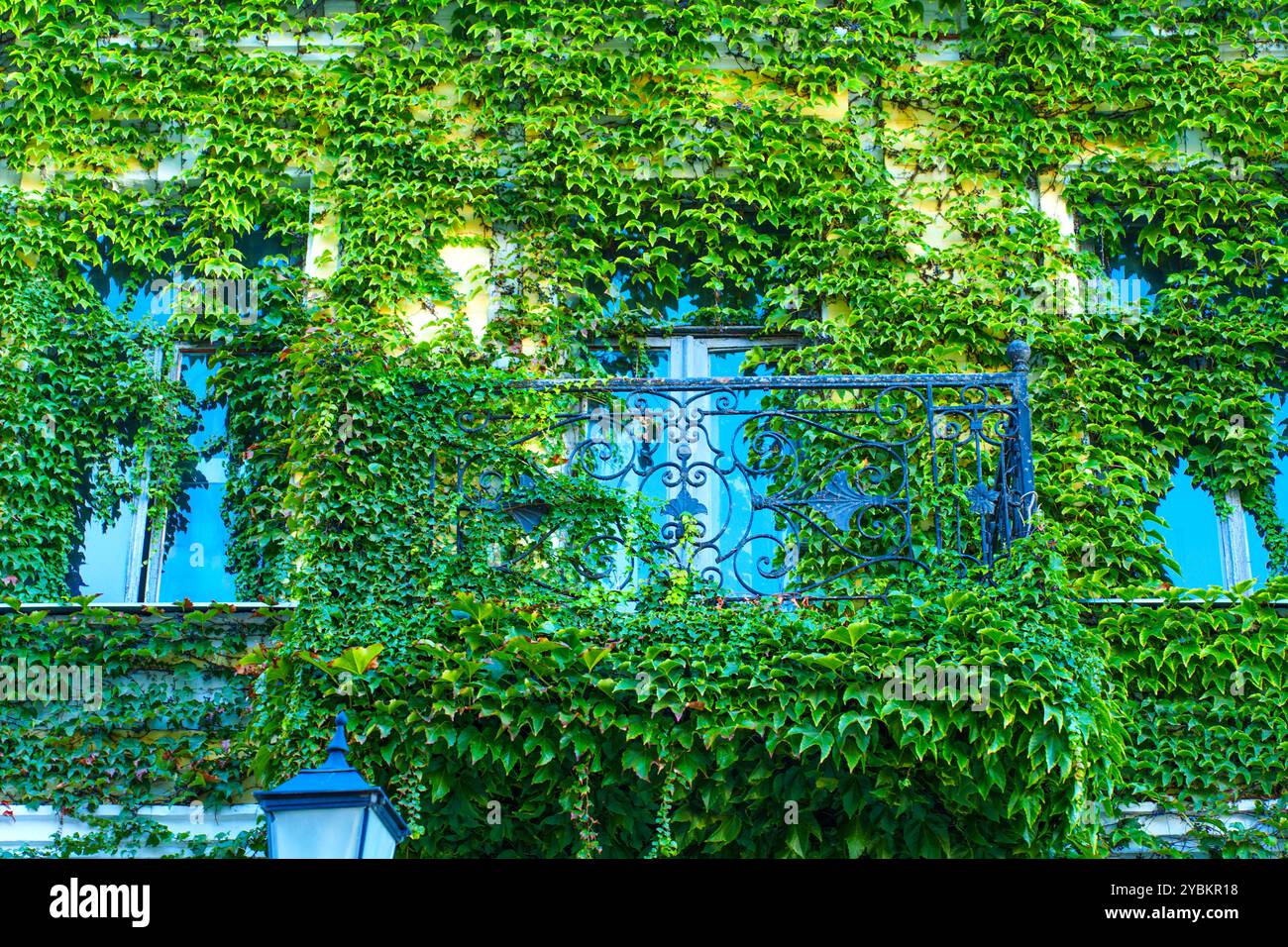 Beautiful balcony covered in lush green ivy against vibrant blue wall ...