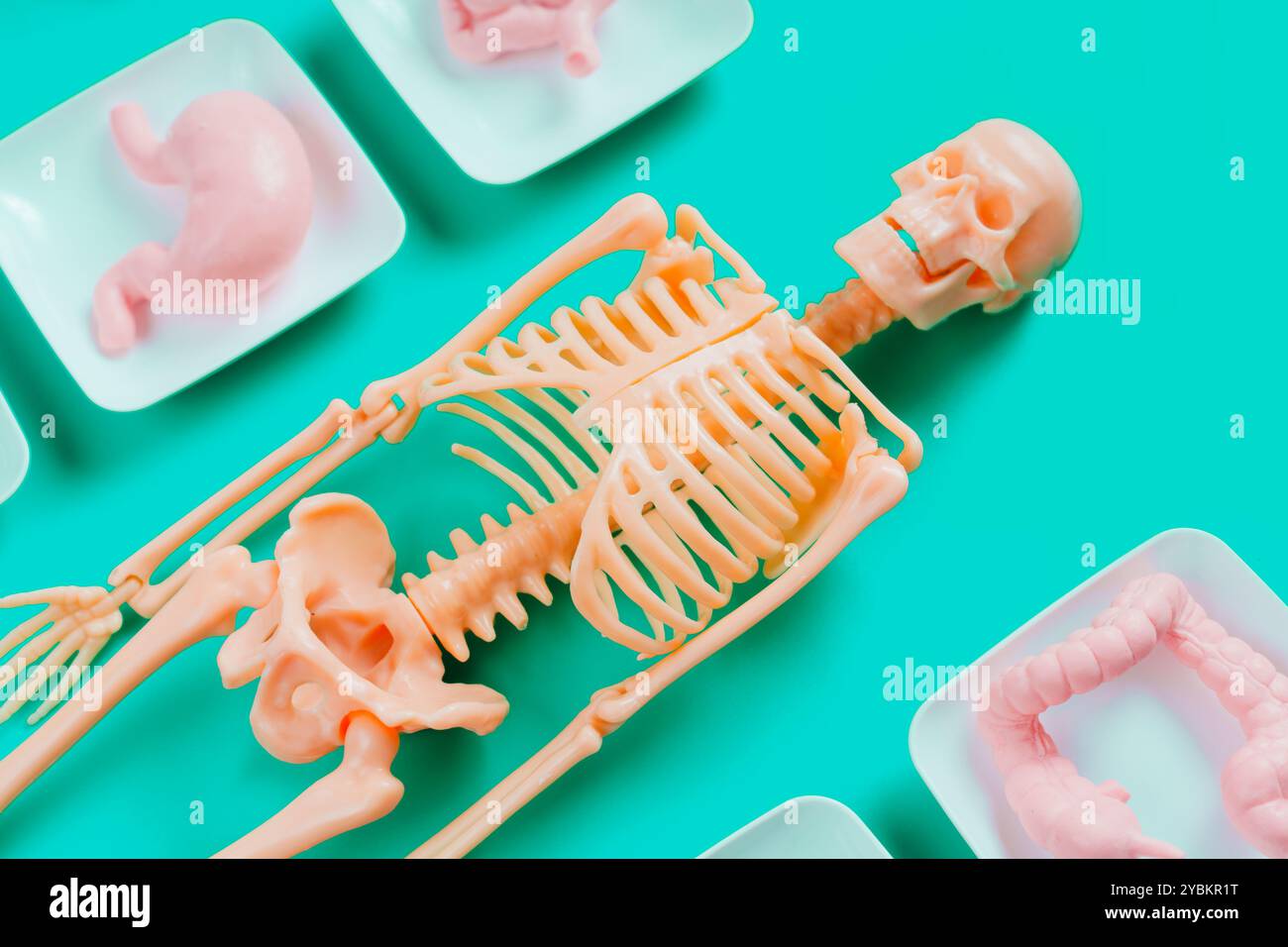 Human skeleton positioned among organ models displayed on white plates ...