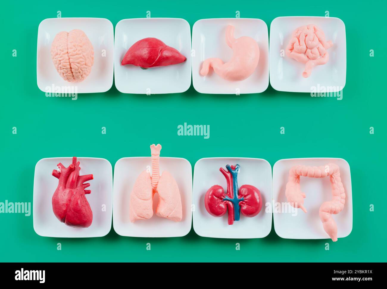 Various detailed anatomical hi-res stock photography and images - Alamy