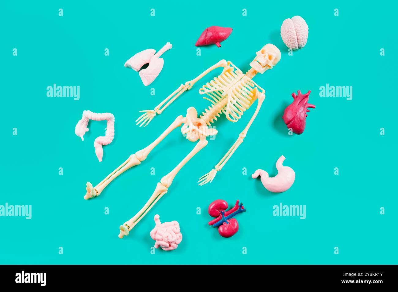 Vibrant skeleton model surrounded by organ figures, showcasing human ...