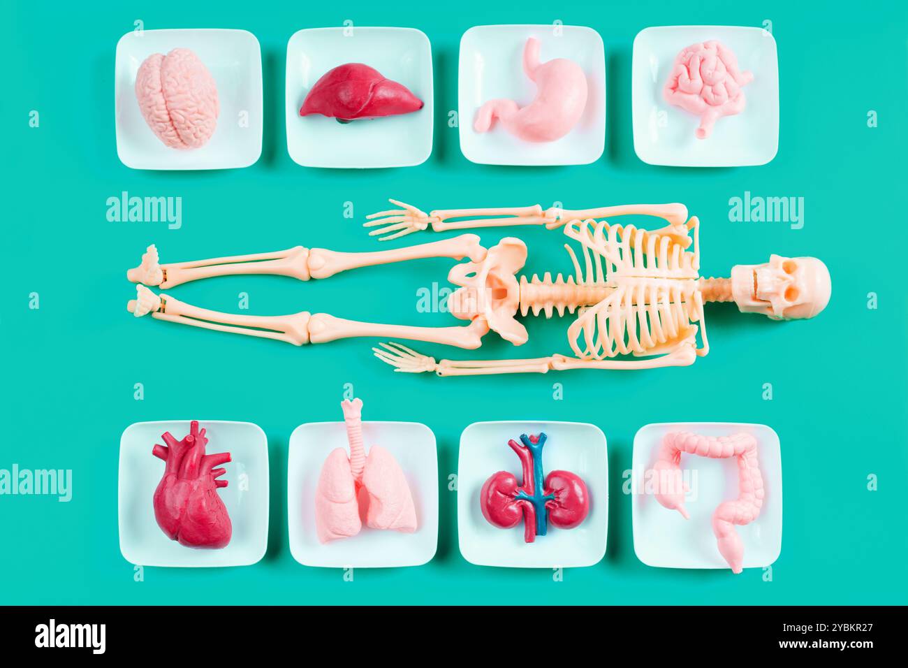 Human skeleton laying on a teal background with various organ models ...